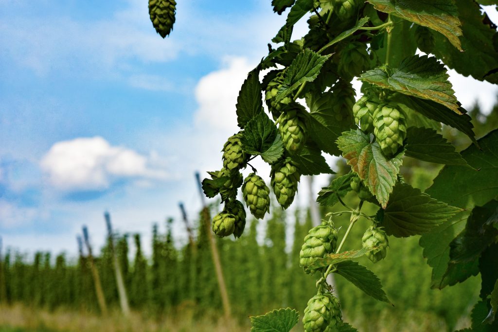 Hopfen: Der sanfte Riese - Naturapotheke
